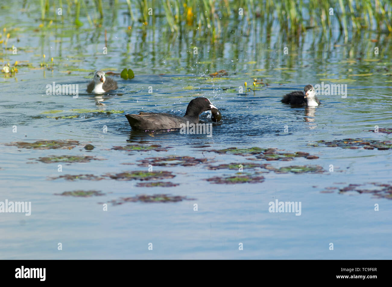 Xingkai lake reserve hi-res stock photography and images - Alamy