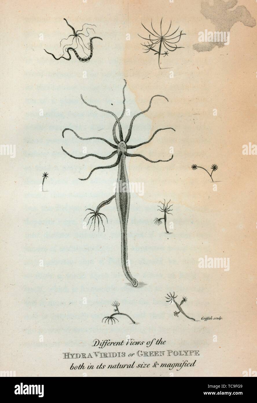 Hydra Polyp High Resolution Stock Photography and Images - Alamy