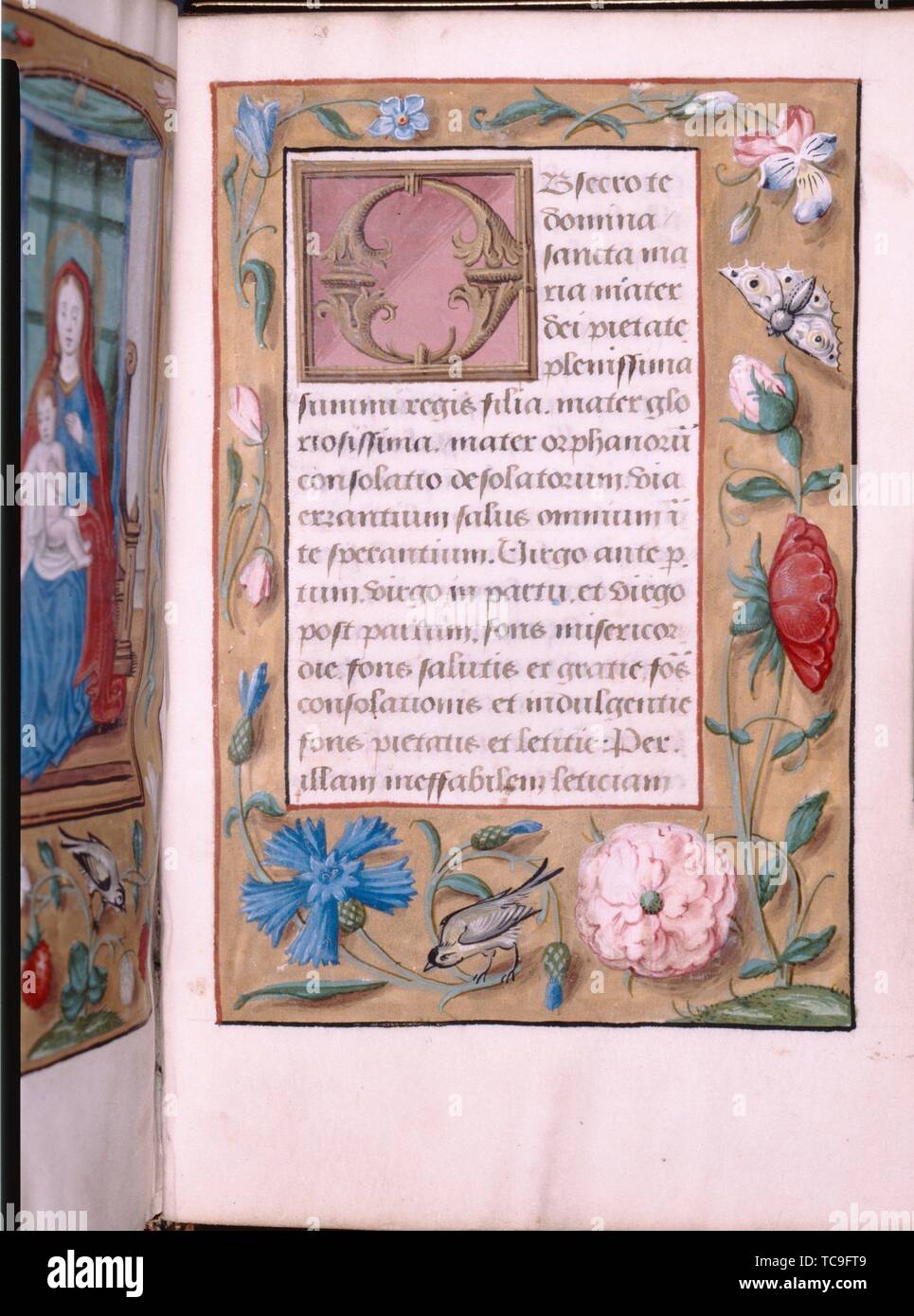 Medieval bird manuscript hi-res stock photography and images - Alamy