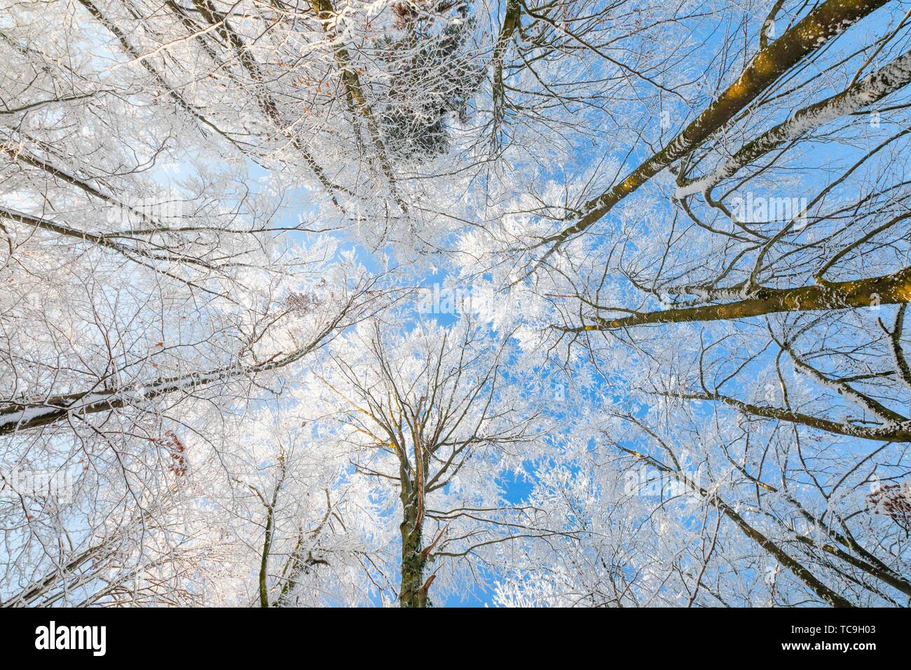 beech tree forest covered in snow Stock Photo - Alamy
