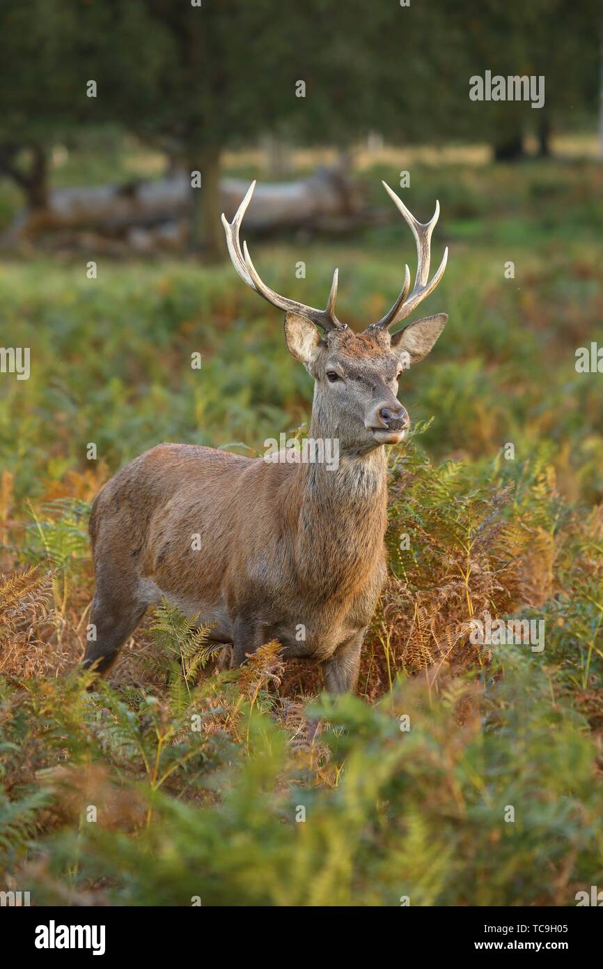 Red deer stag , Richmond park, London, England Stock Photo - Alamy