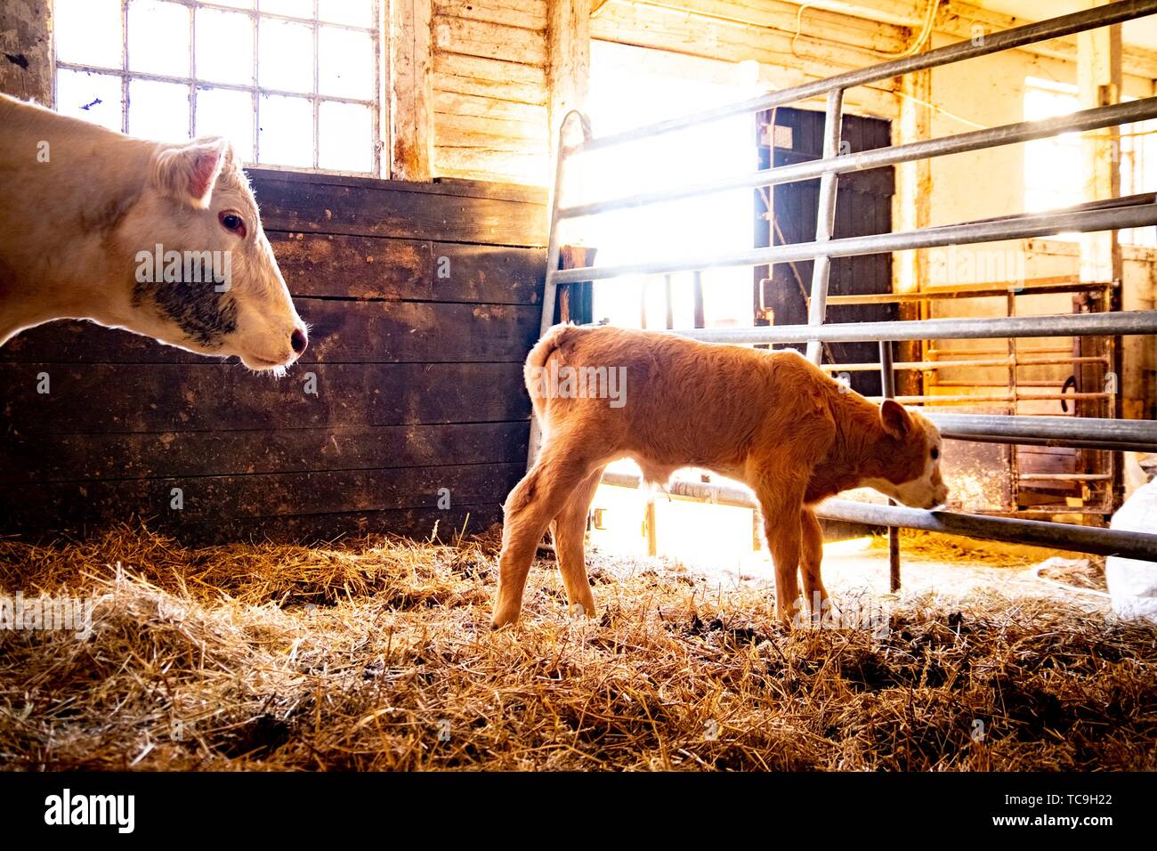 Resting In Old Barn High Resolution Stock Photography and Images - Alamy
