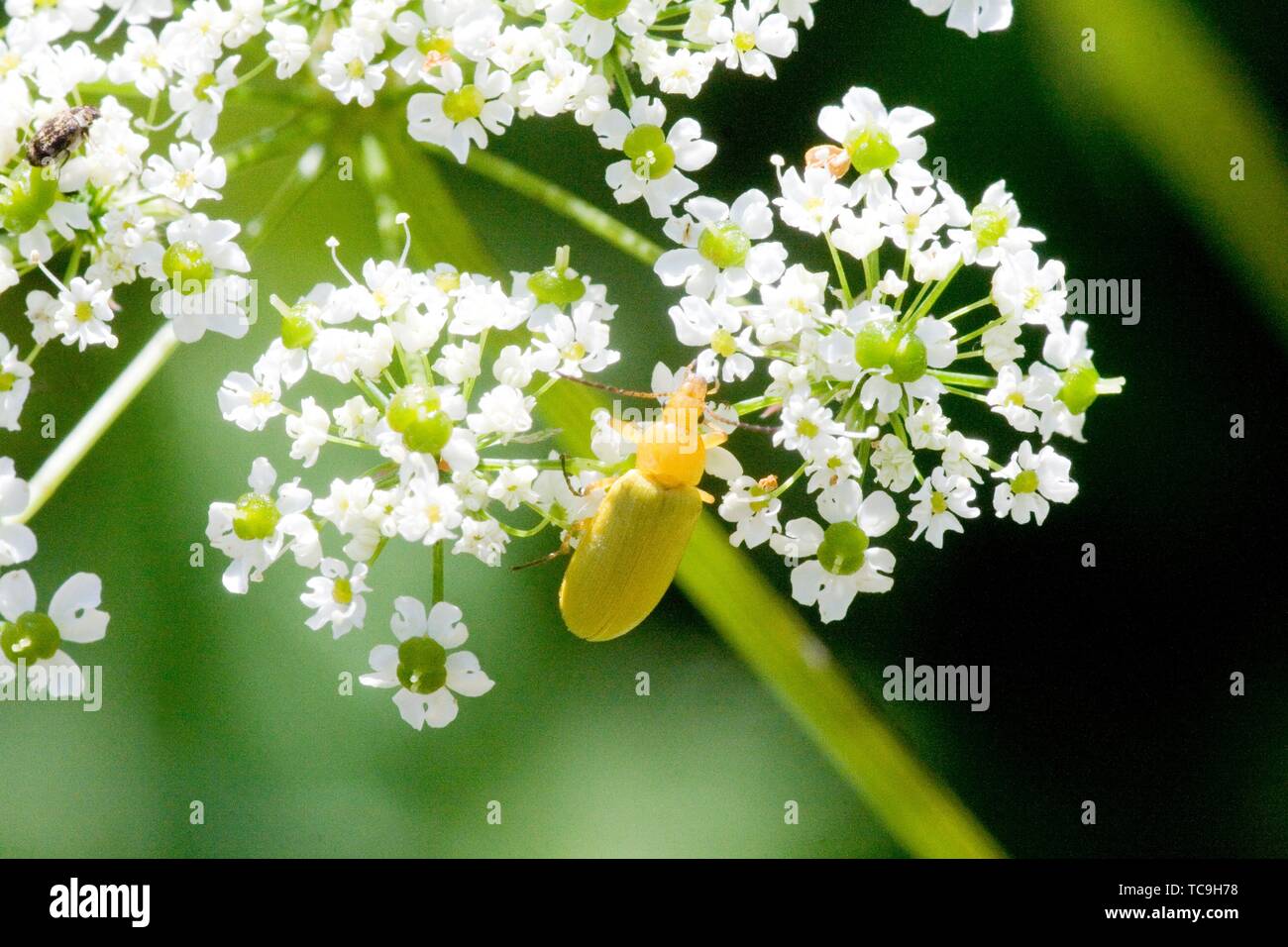 Sulphur Beetle High Resolution Stock Photography and Images - Alamy