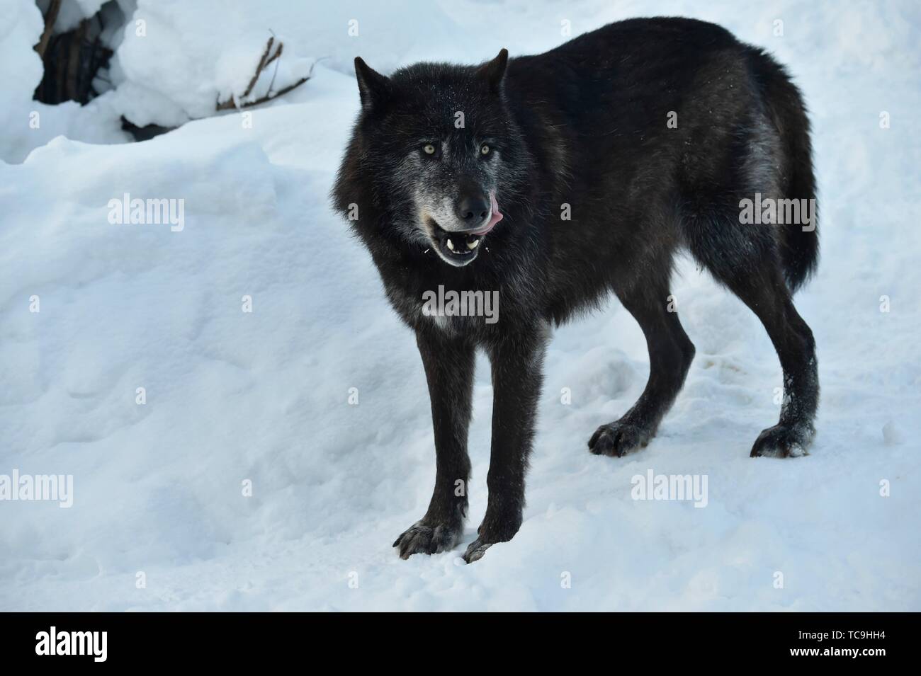Hokkaido wolf hi-res stock photography and images - Alamy