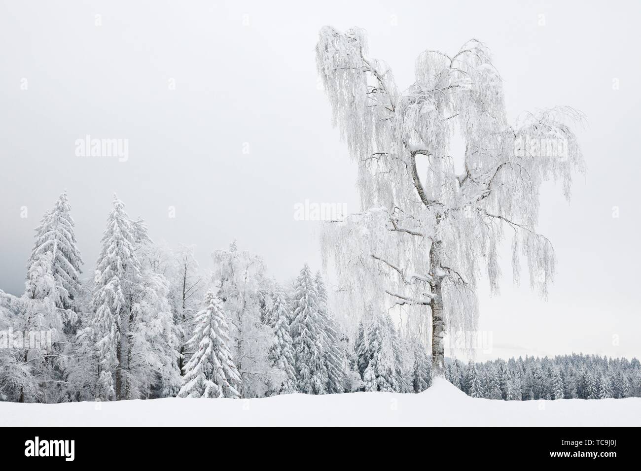 Single birch tree in winter hi-res stock photography and images - Alamy