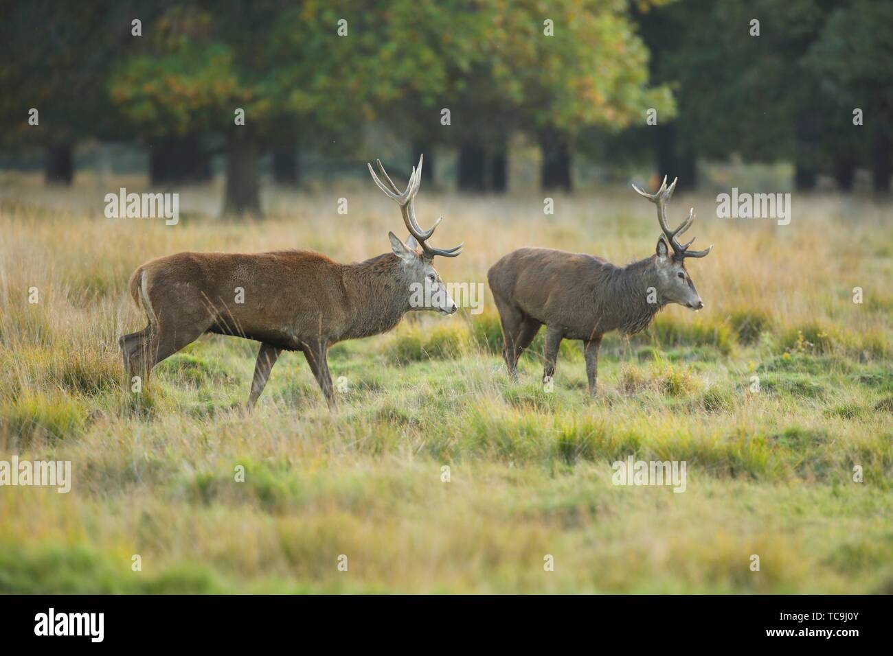 Richmond park deer stag hi-res stock photography and images - Alamy