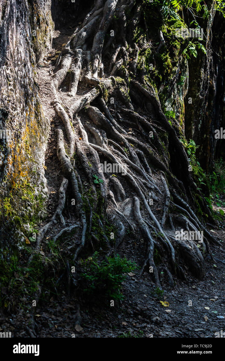 Tree roots on the soil surface Stock Photo - Alamy