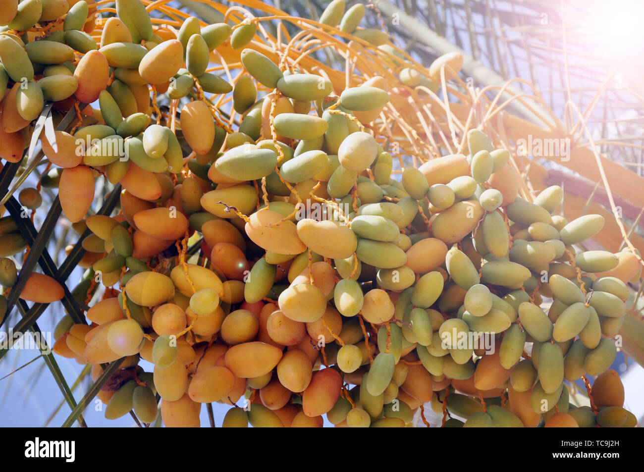 Bahrain date palm hi-res stock photography and images - Alamy