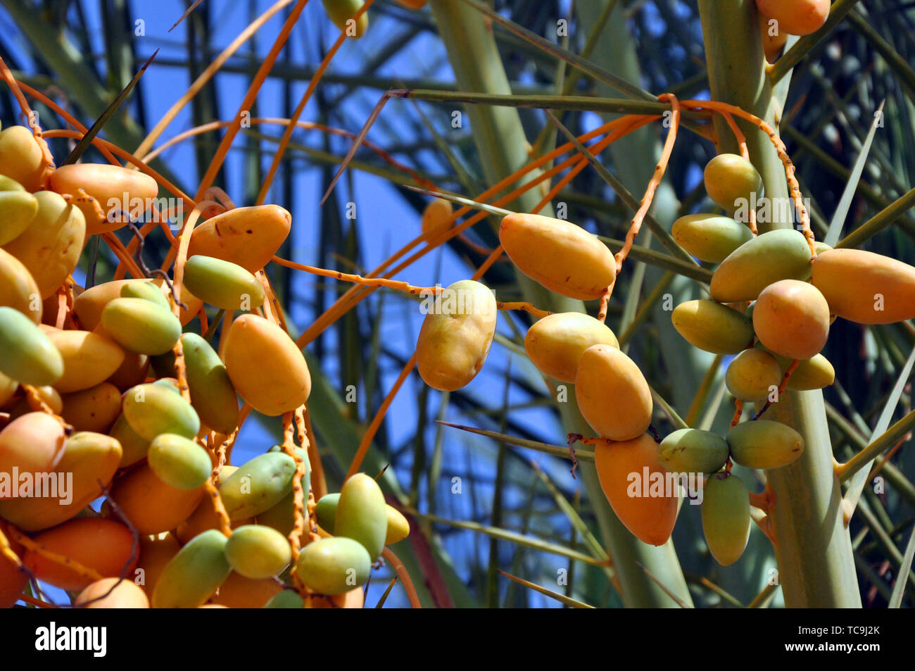fruits of a tropical tree. The palm palm with fruit Stock Photo - Alamy