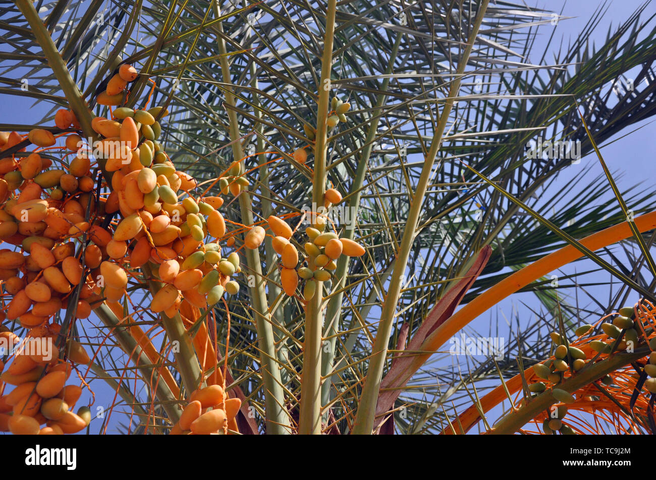 fruits of a tropical tree. The palm palm with fruit Stock Photo - Alamy