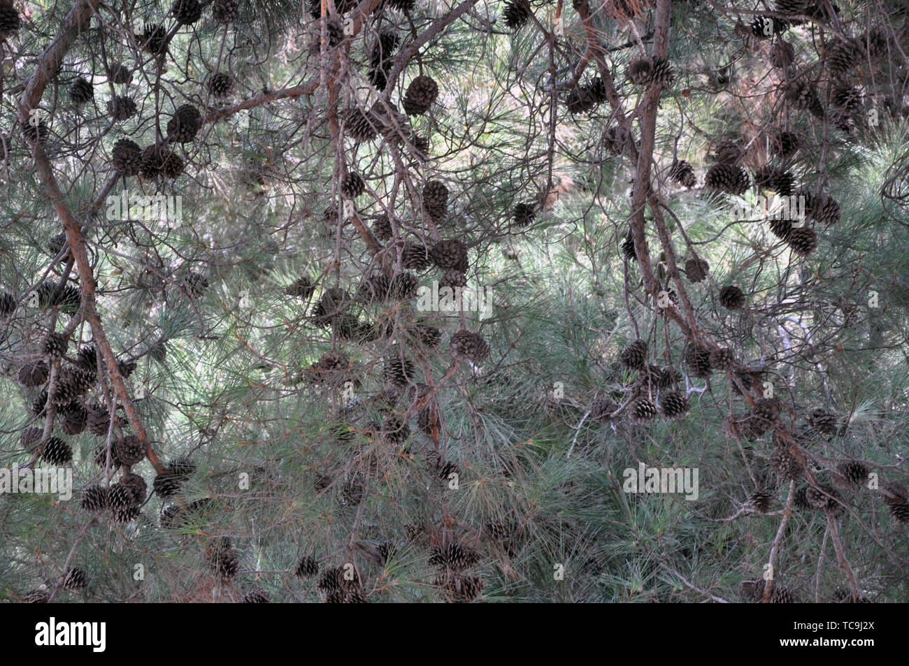 Conifer tree. View through the crown of a tree Stock Photo - Alamy