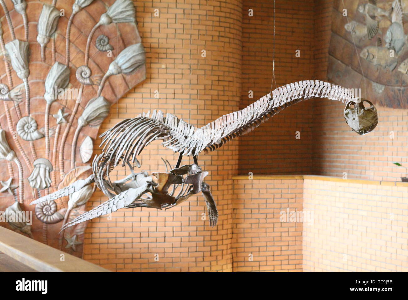 Pterodactyl skeleton hi-res stock photography and images - Alamy