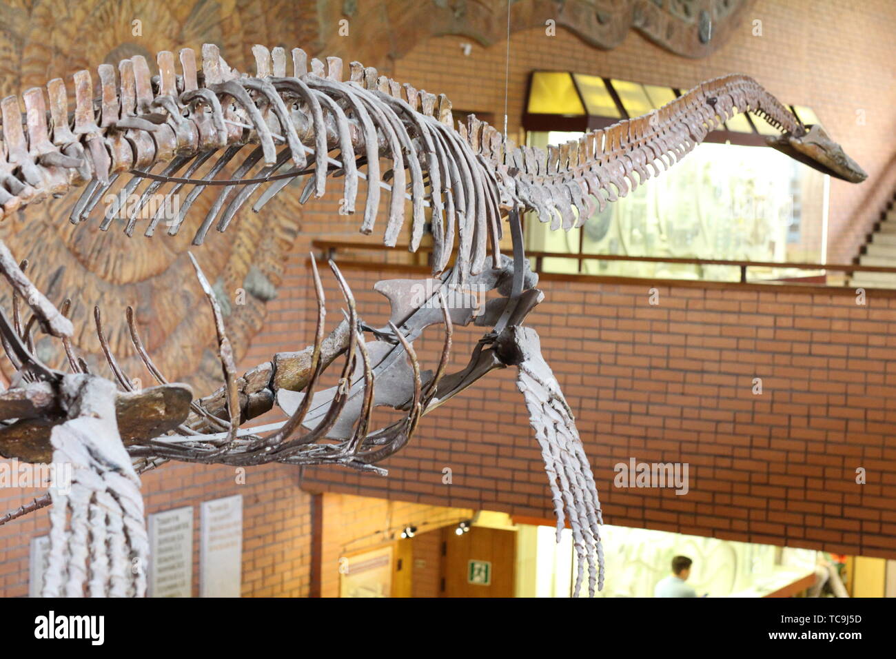 Pterodactyl Skeleton Stock Photos & Pterodactyl Skeleton Stock Images ...