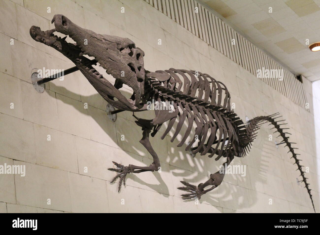 Moscow, RF, 05.12.2019: Paleontological Museum. Skulls and skeletons of ...