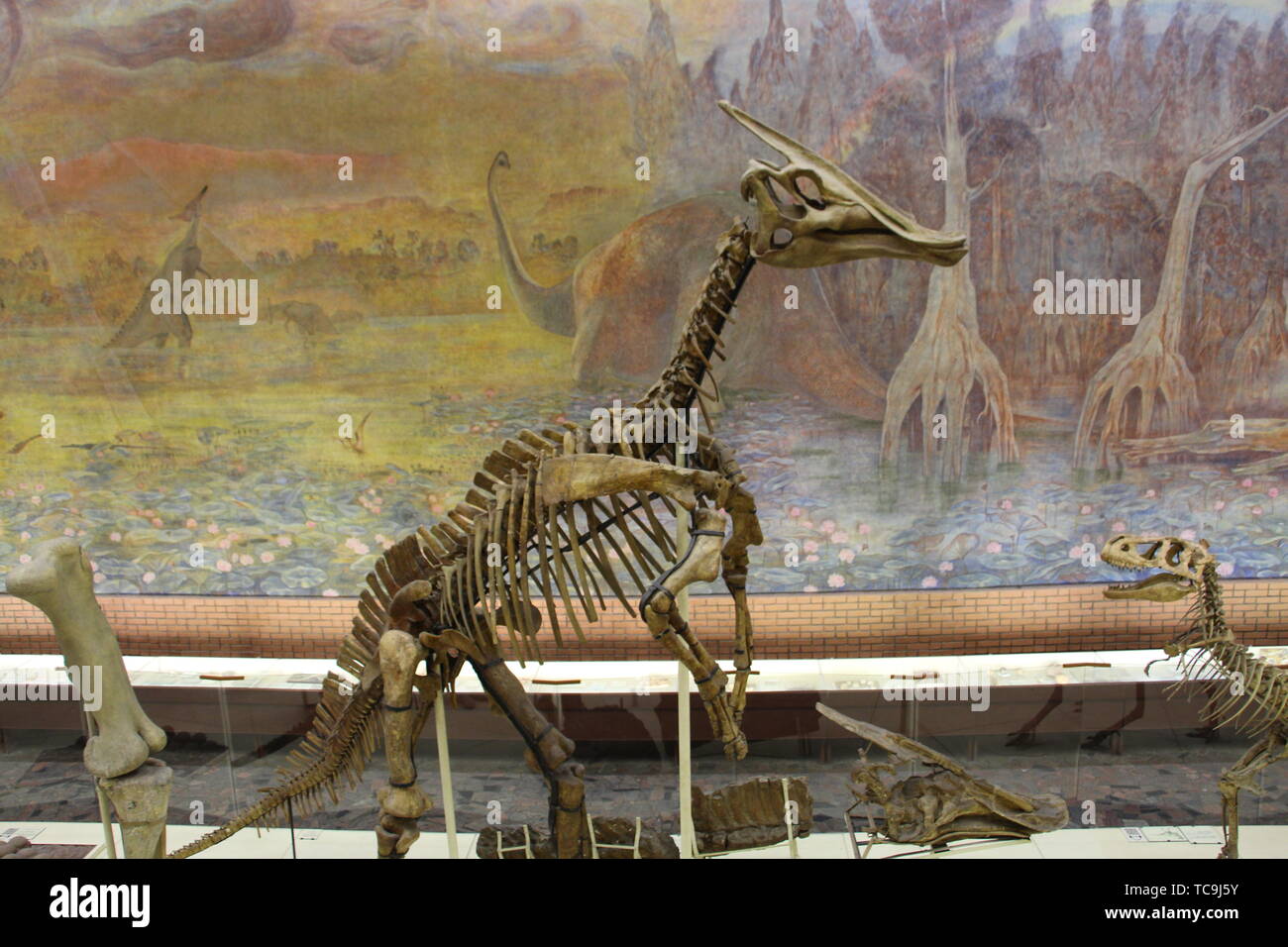 Parasaurolophus teeth hi-res stock photography and images - Alamy