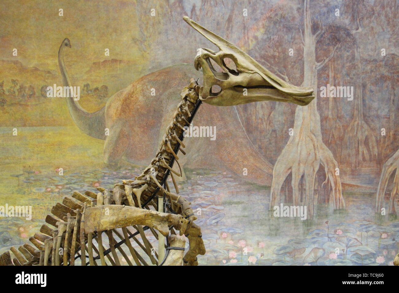 Moscow, RF, 05.12.2019: Paleontological Museum. Skulls and skeletons of ...