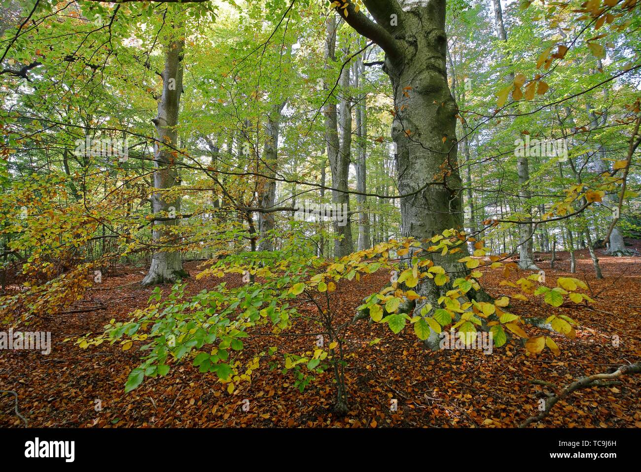 Morko hi-res stock photography and images - Alamy