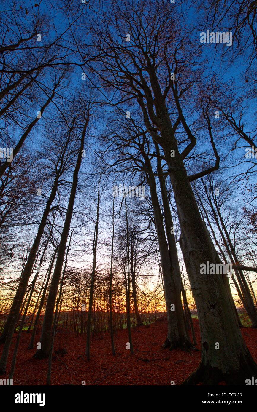 Morko High Resolution Stock Photography and Images - Alamy