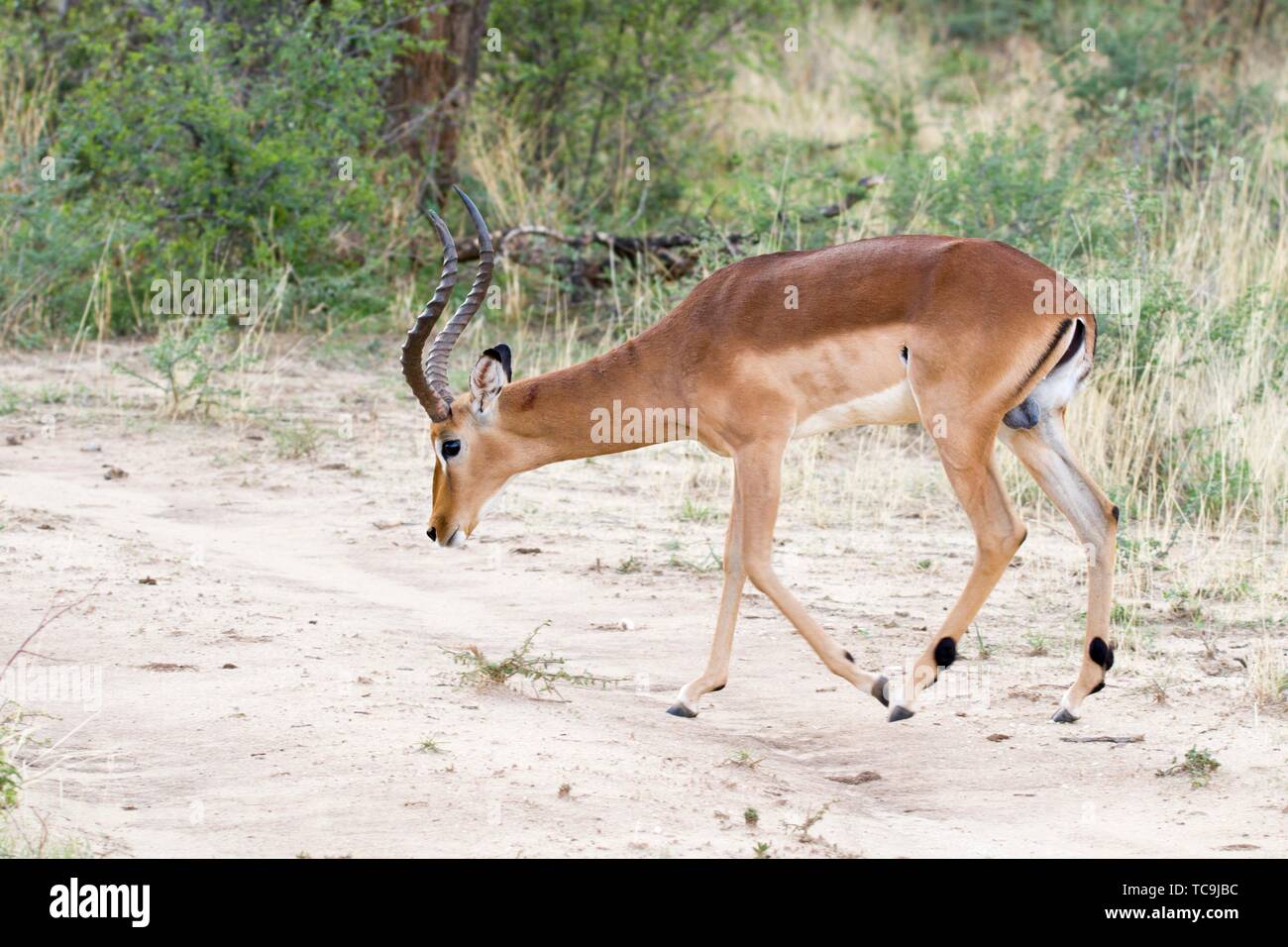 Antelope impala hi-res stock photography and images - Alamy