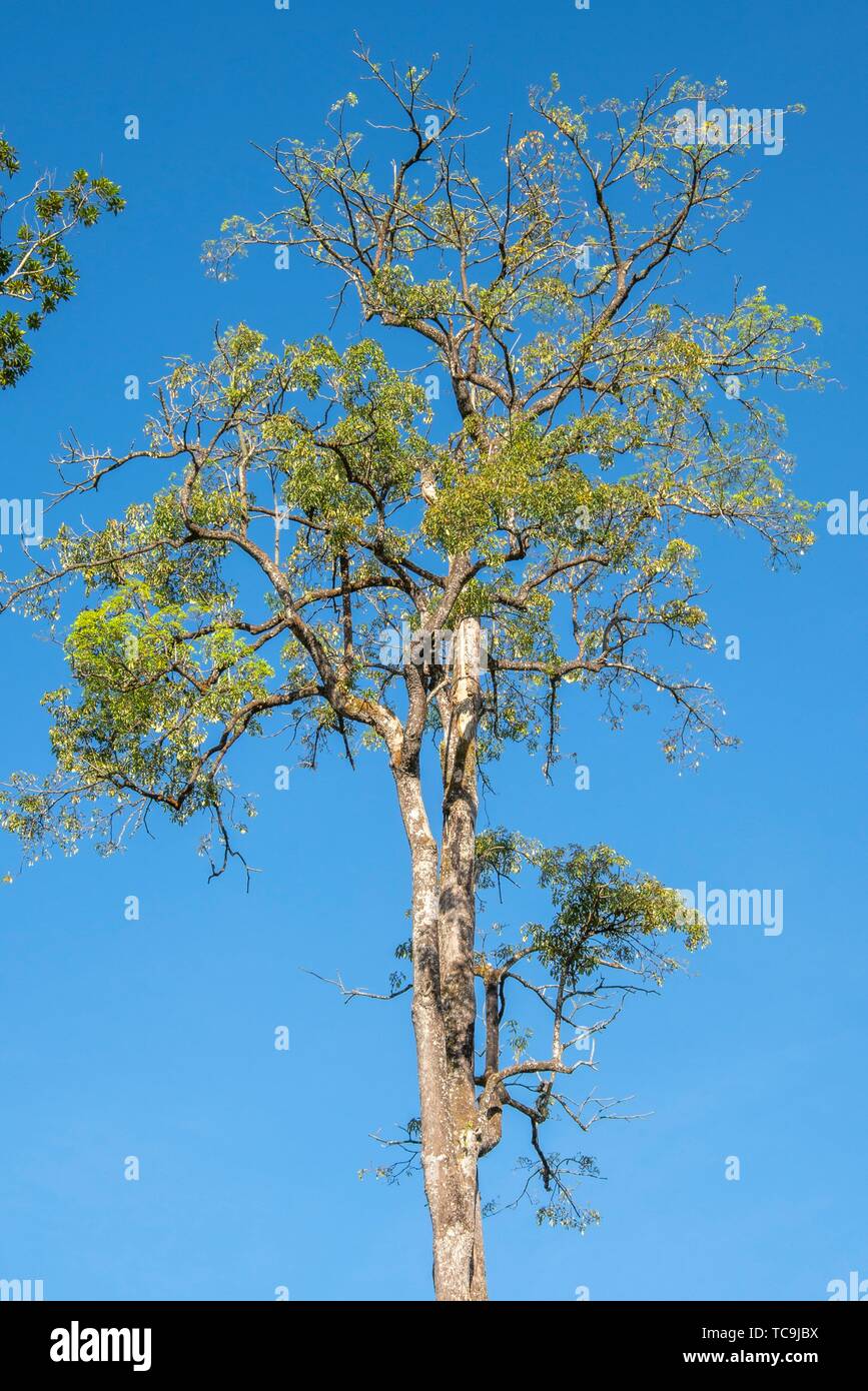 Trees around Jalan Uplands, Kuching, Sarawak, Malaysia Stock Photo - Alamy