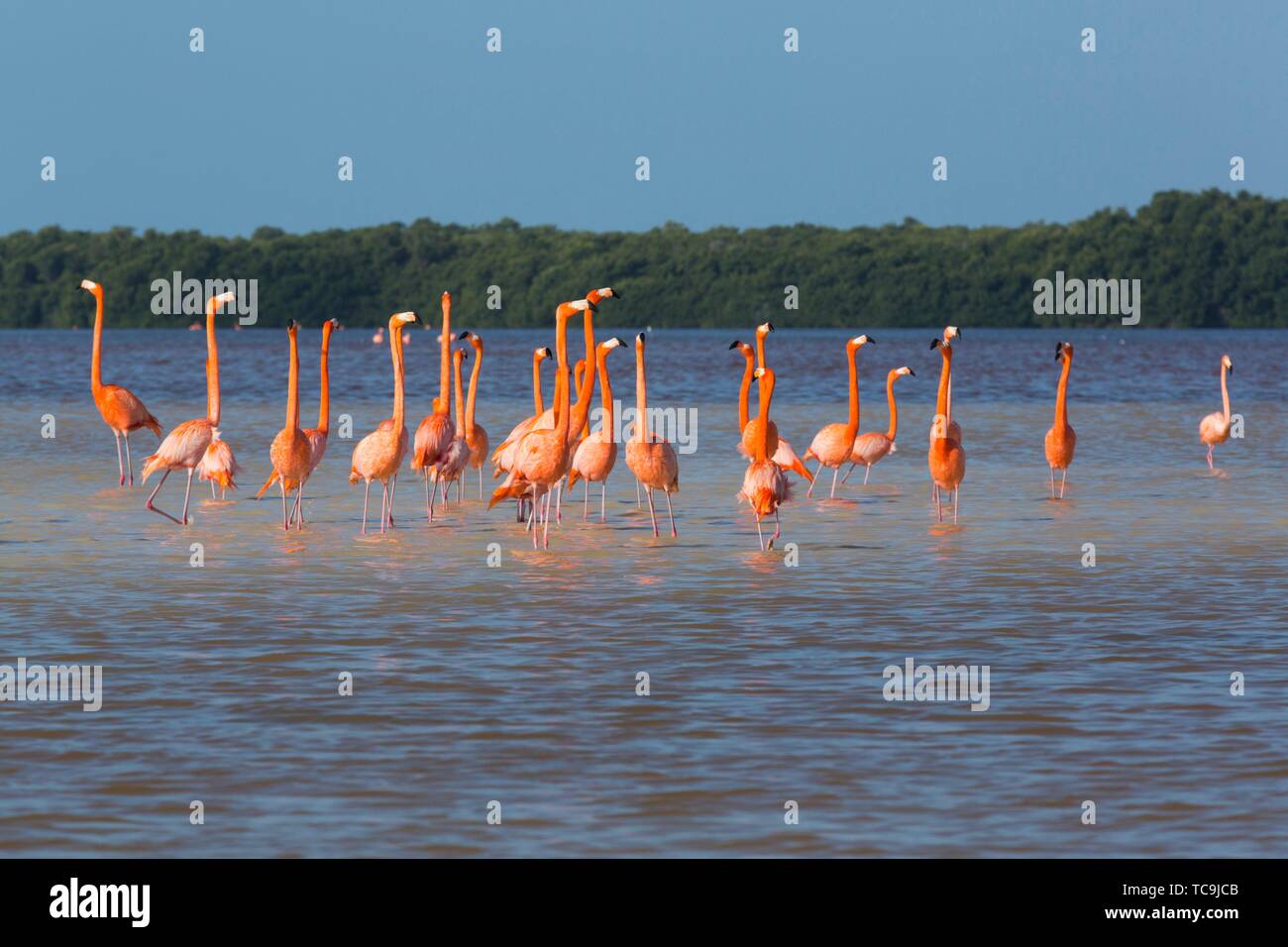 Celestun Mexico High Resolution Stock Photography and Images - Alamy