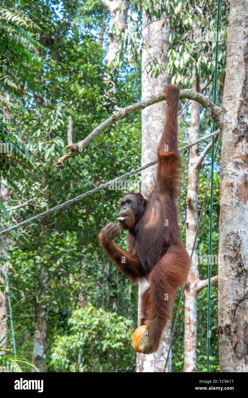 Orangutan pongo pygmaeus asia hi-res stock photography and images - Alamy