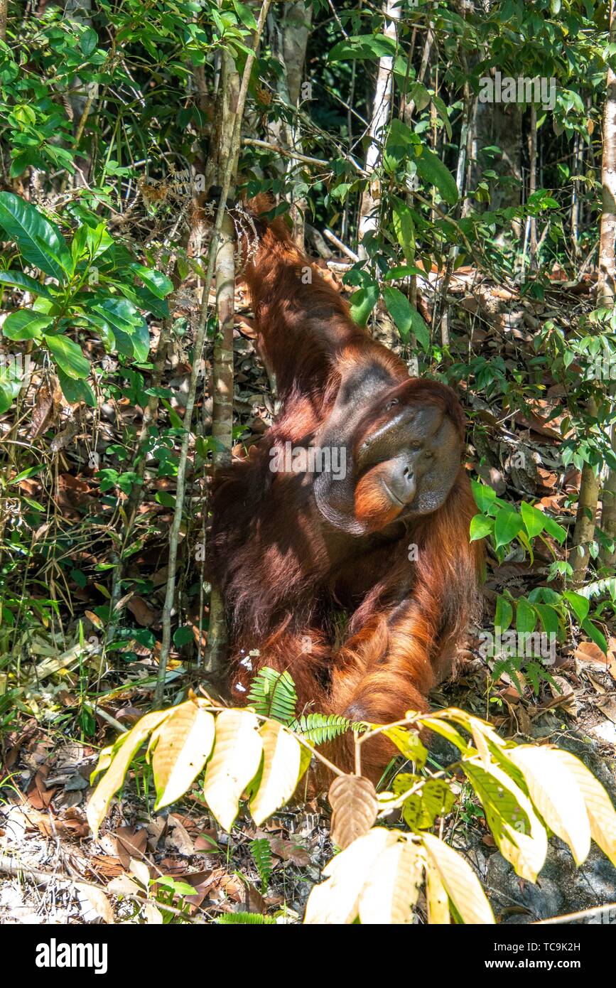 Cheek pad hi-res stock photography and images - Alamy