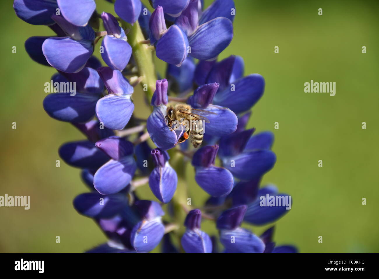 Erde biene hi-res stock photography and images - Alamy
