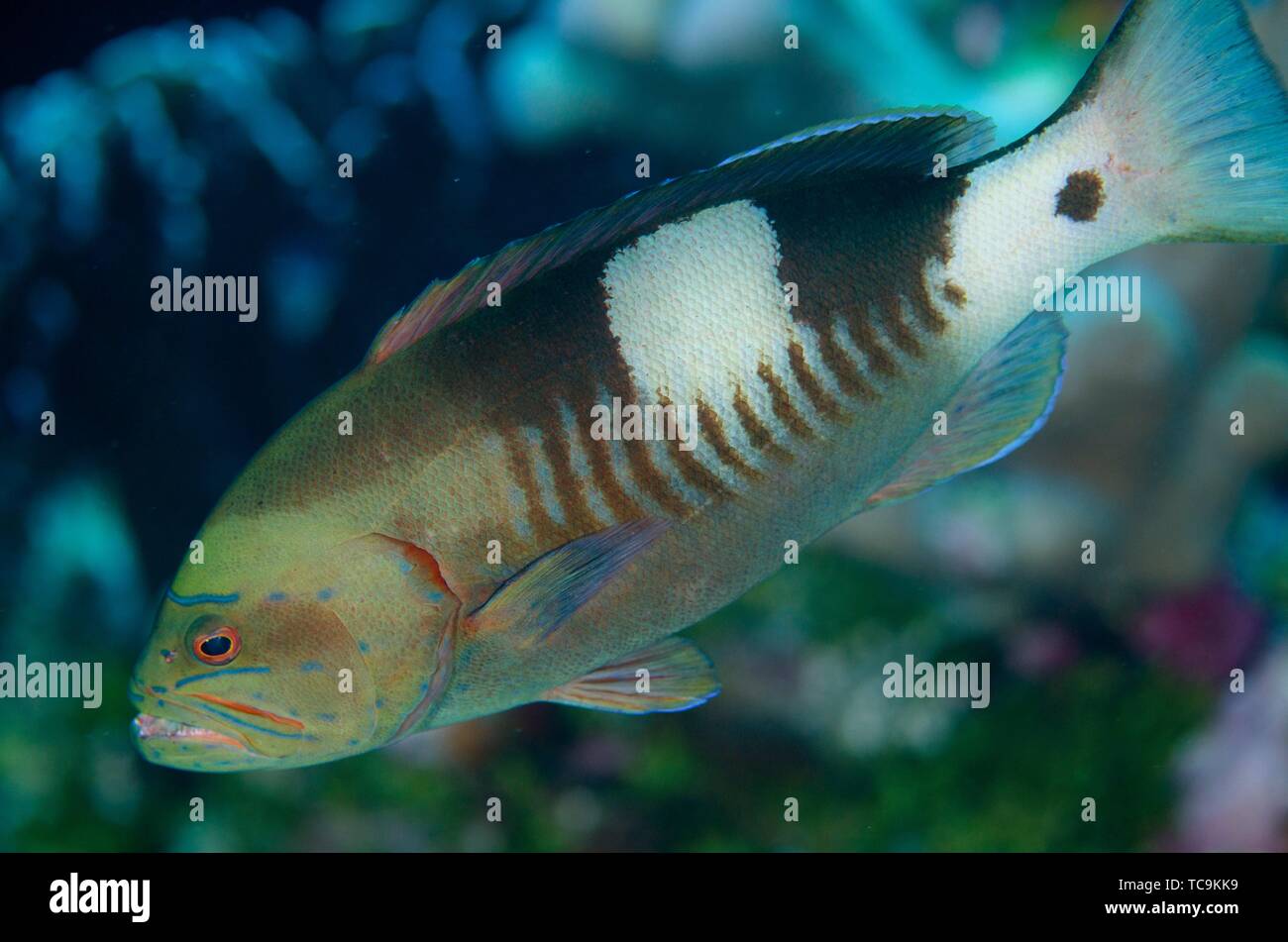 Gracila albomarginata hi-res stock photography and images - Alamy