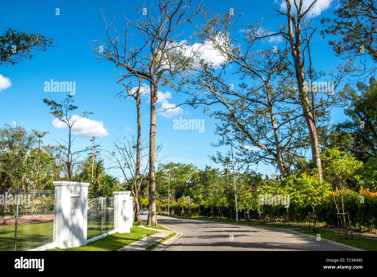 Trees around Jalan Uplands, Kuching, Sarawak, Malaysia Stock Photo - Alamy