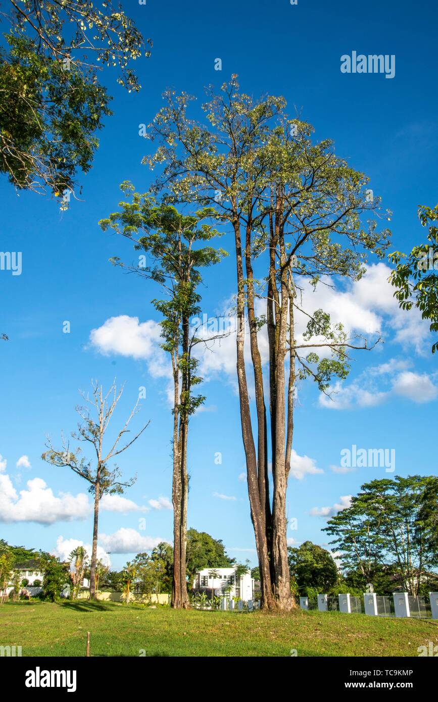 Trees around Jalan Uplands, Kuching, Sarawak, Malaysia Stock Photo - Alamy