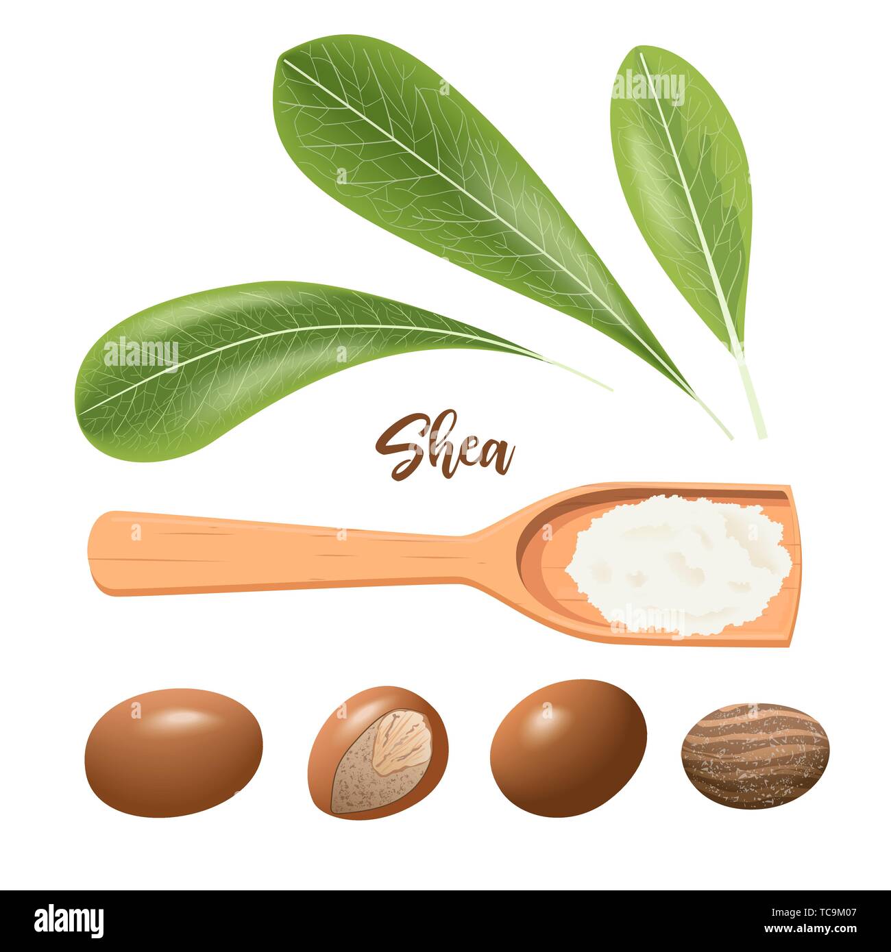 Shea nuts whole and cracked. Leaves and shea butter on wooden spoon ...