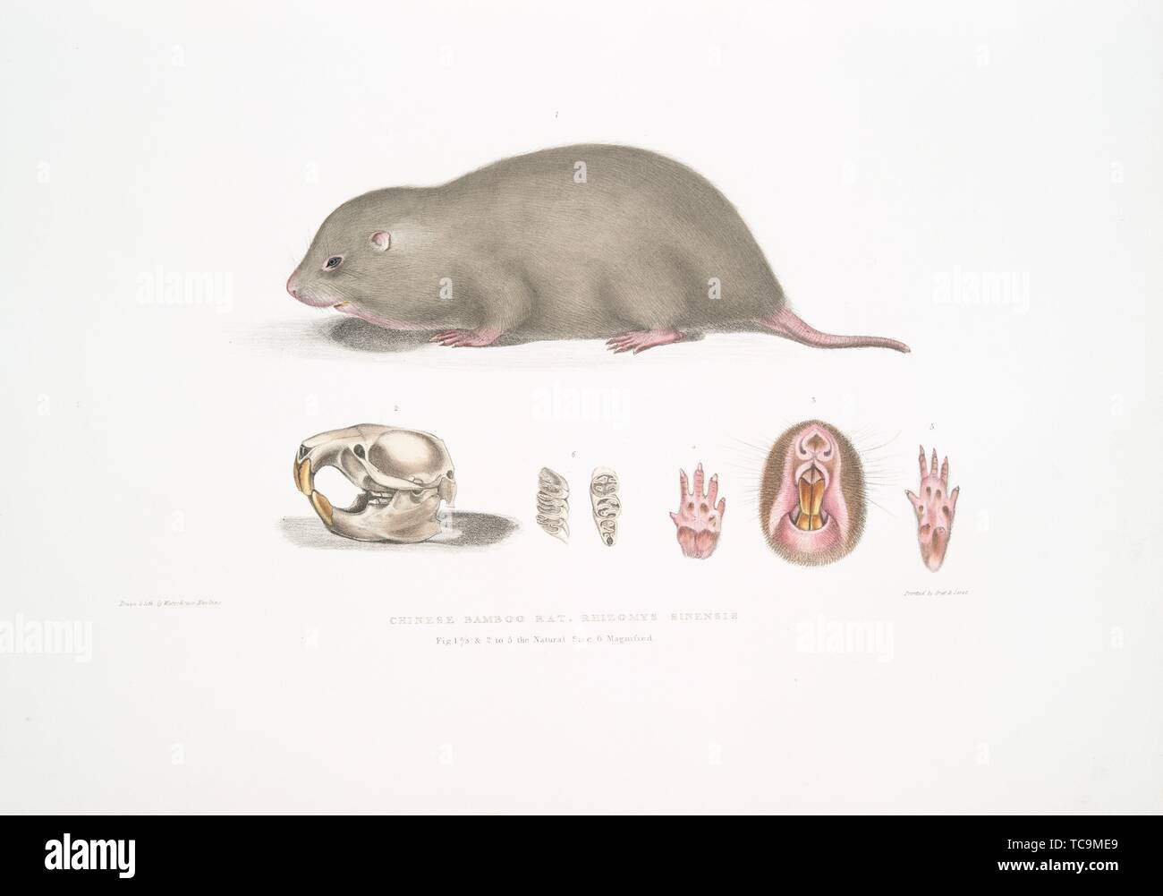 Chinese Bamboo Rat Stock Photos & Chinese Bamboo Rat Stock Images - Alamy