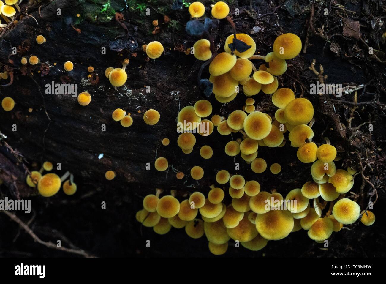 Mushrooms. Stutong Forest Reserve Park, Kuching, Sarawak, Malaysia ...