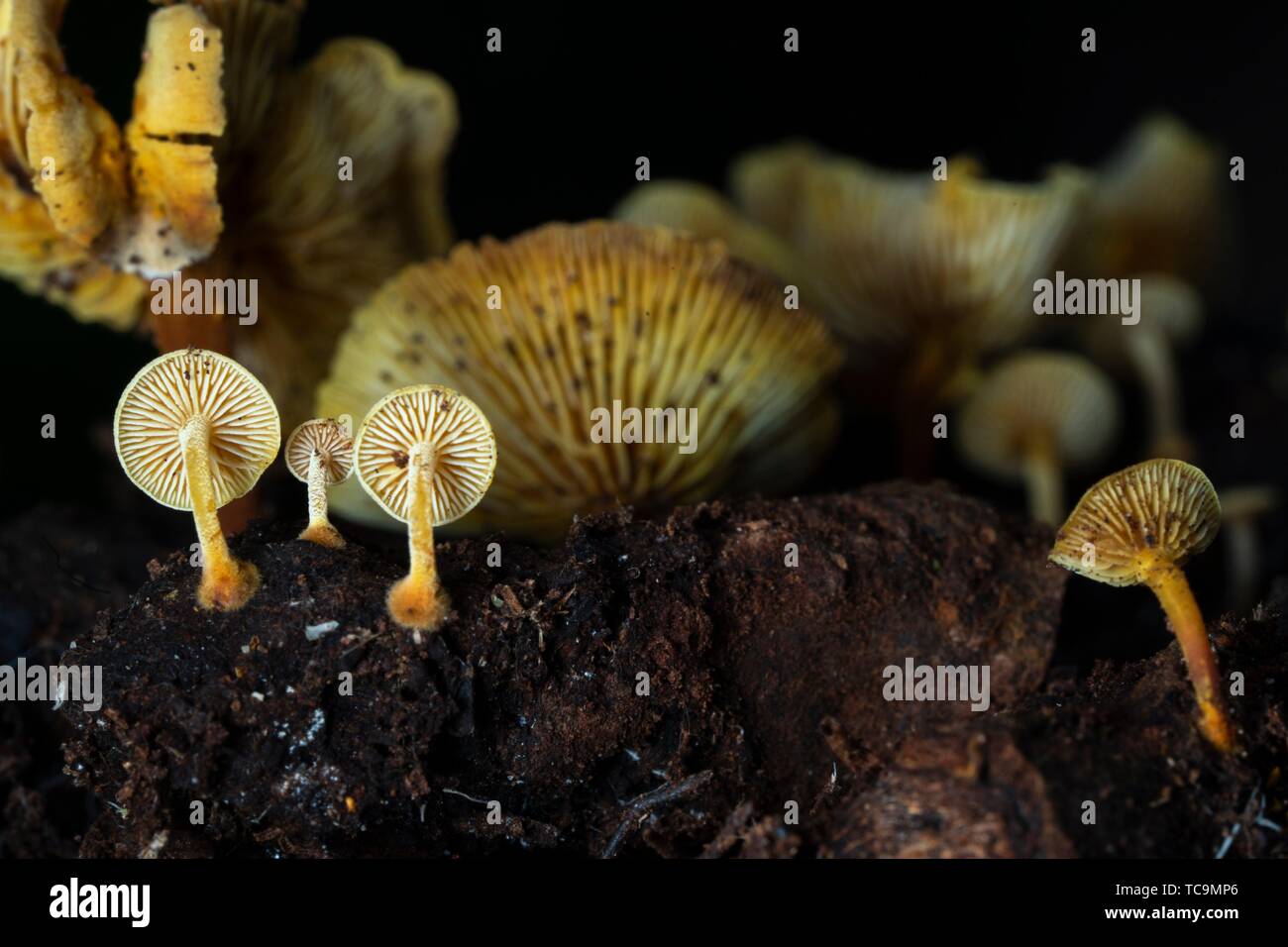 Mushrooms. Stutong Forest Reserve Park, Kuching, Sarawak, Malaysia ...