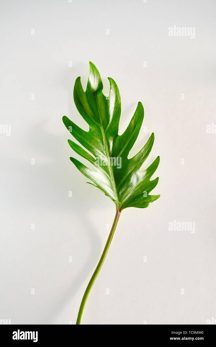 Beauty leaf tree hi-res stock photography and images - Alamy