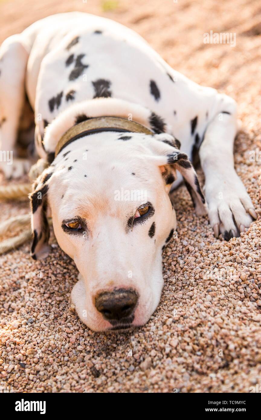 Animal resting hi-res stock photography and images - Alamy