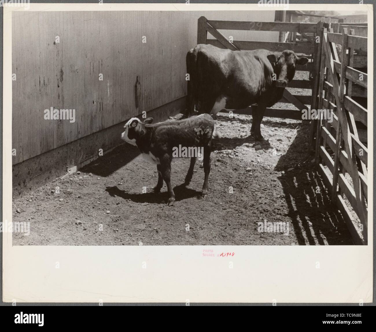 Old Holding Pens For Cattle