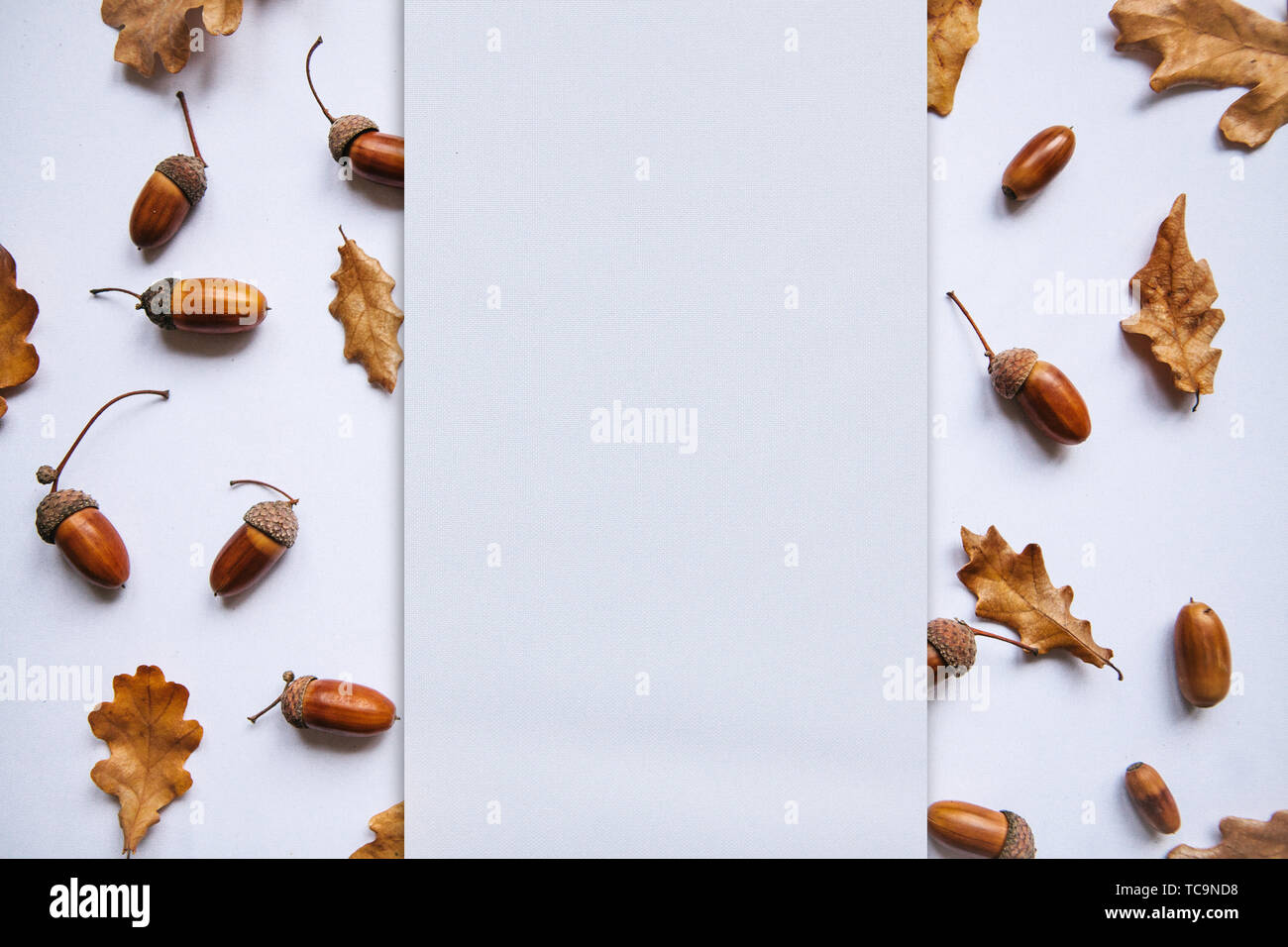 Autumn leaves and acorns on a white background. In the middle of the ...