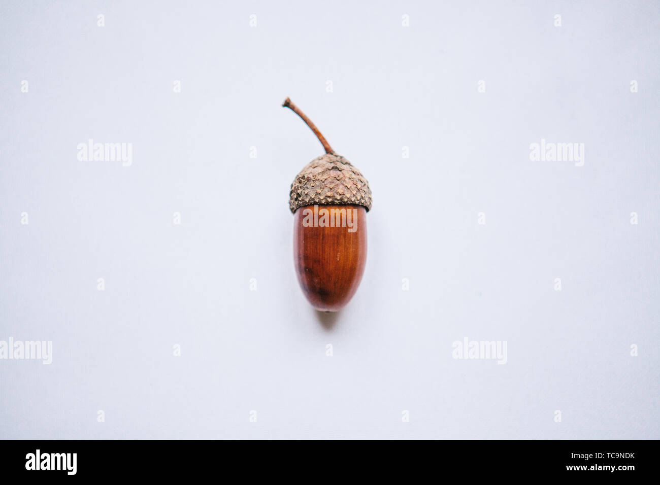 Acorn on a white background in minimal style Stock Photo - Alamy