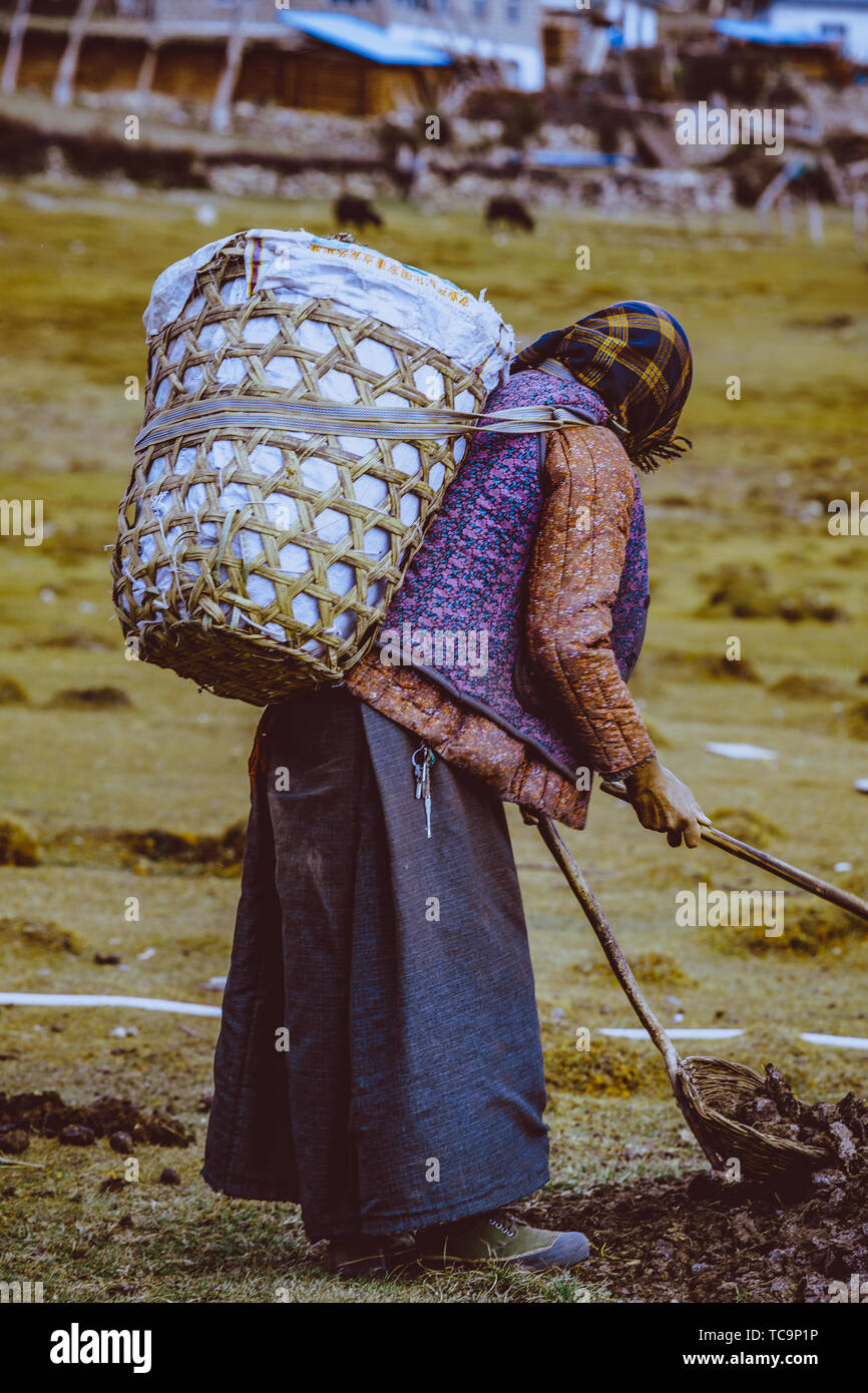 Tibetans picking up cow dung as fuel in Laigu village, Lianwu, Tibet ...