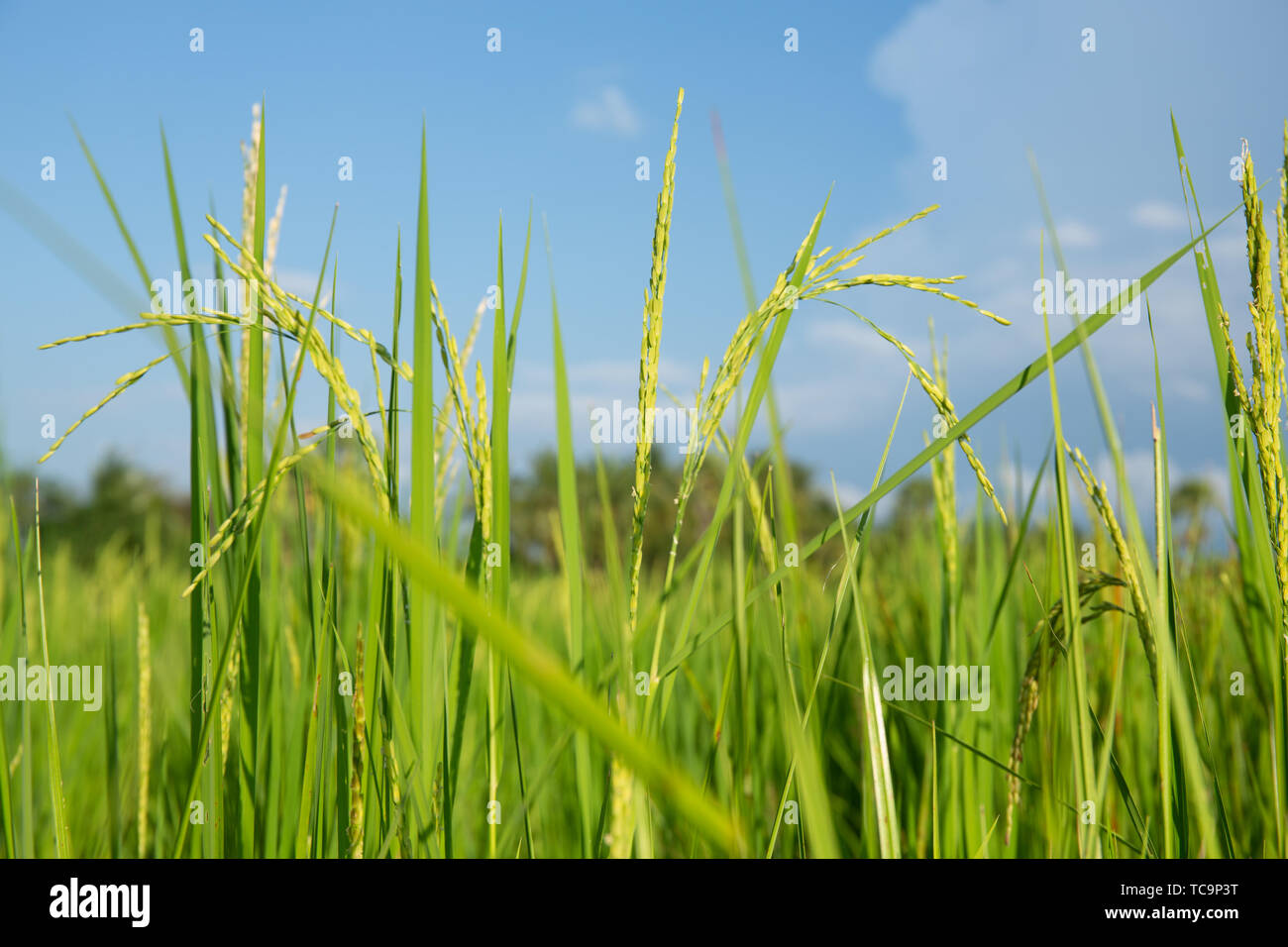 Abstract green paddy rice grass in spring season background concept ...
