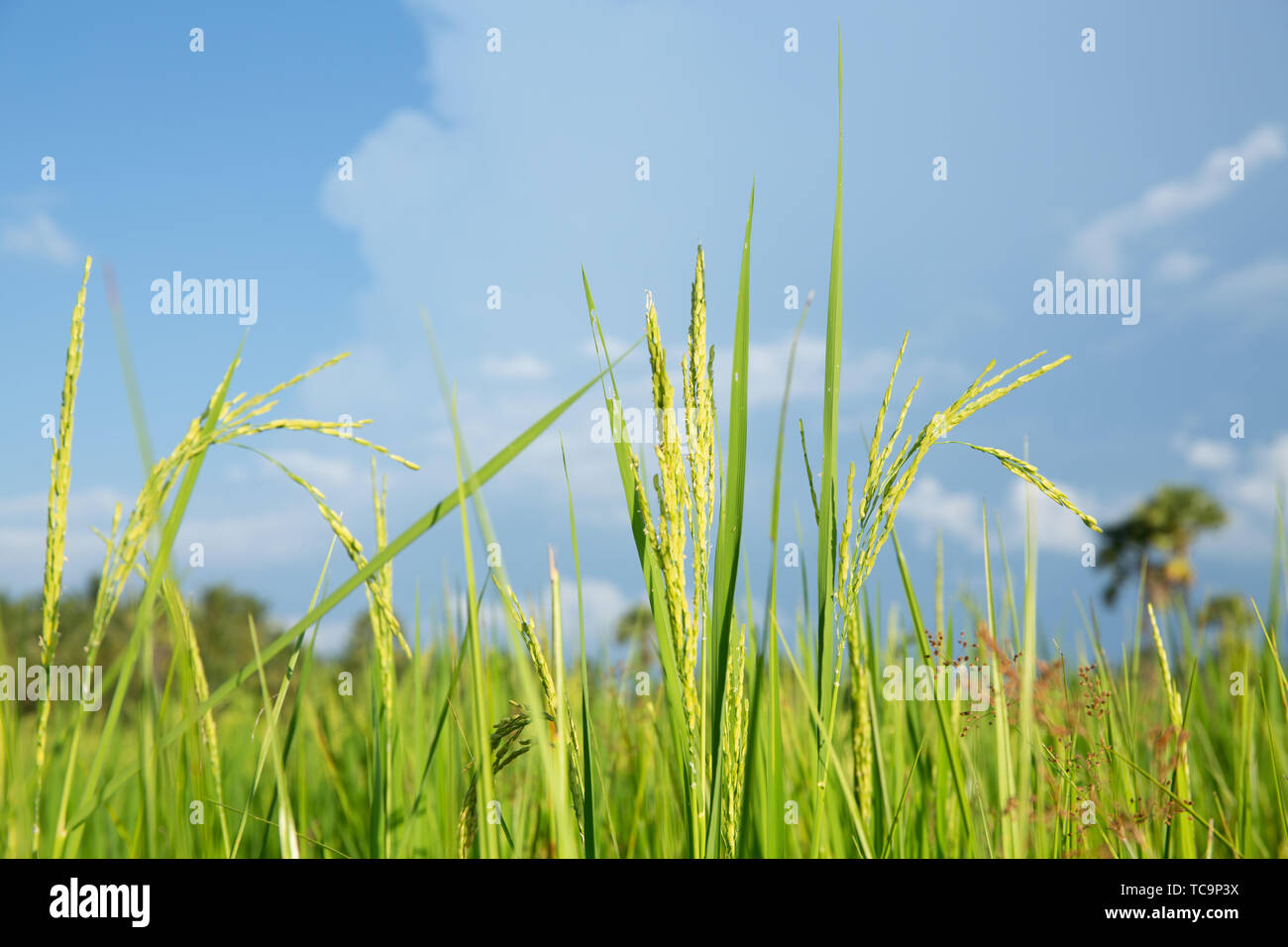 Abstract green paddy rice grass in spring season background concept ...