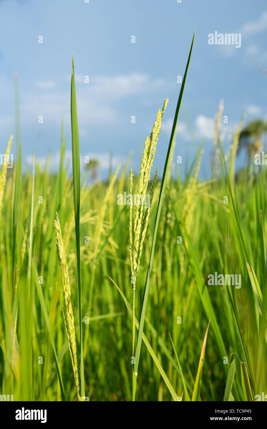 Abstract green paddy rice grass in spring season background concept ...