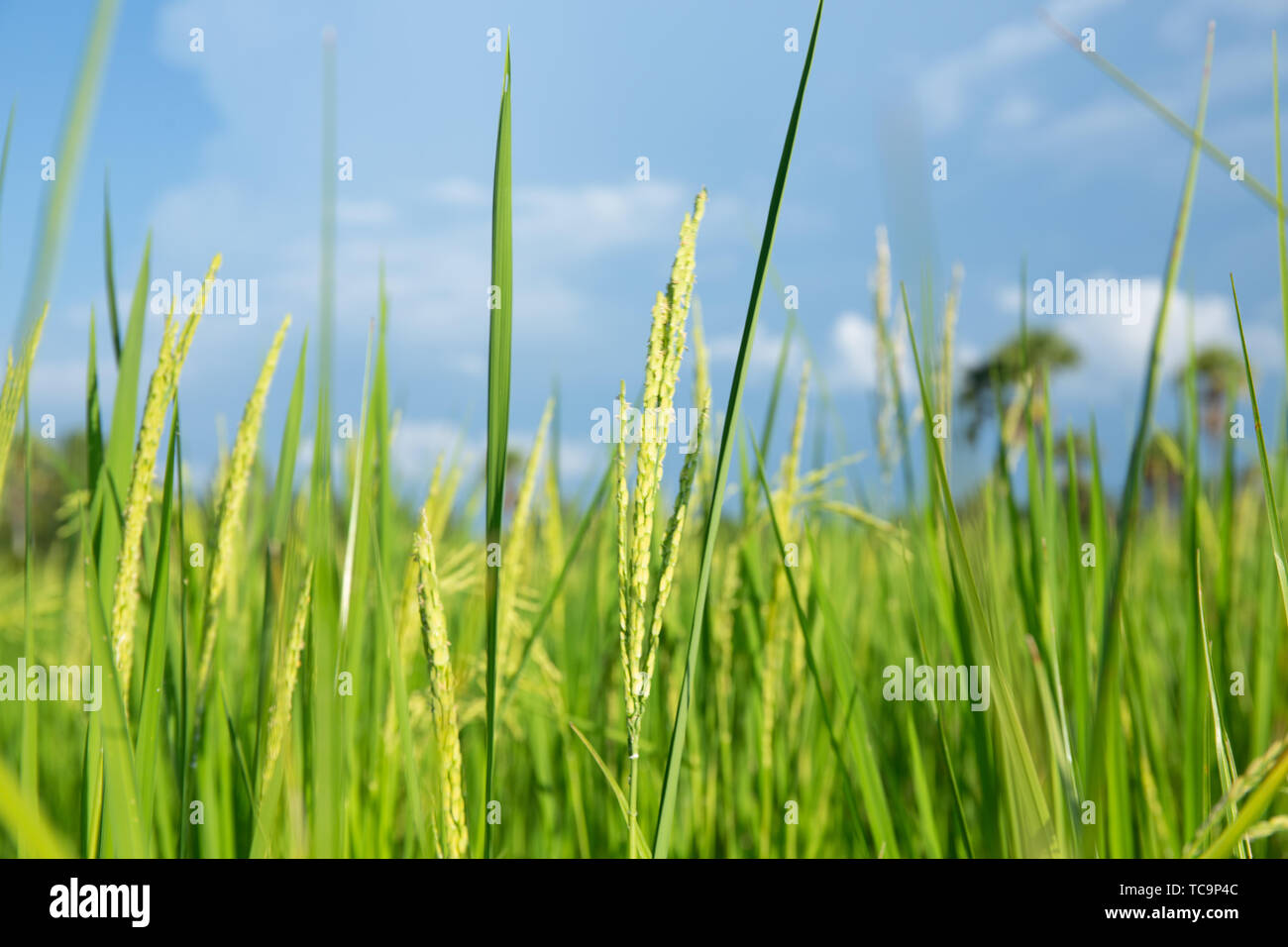 Abstract green paddy rice grass in spring season background concept ...