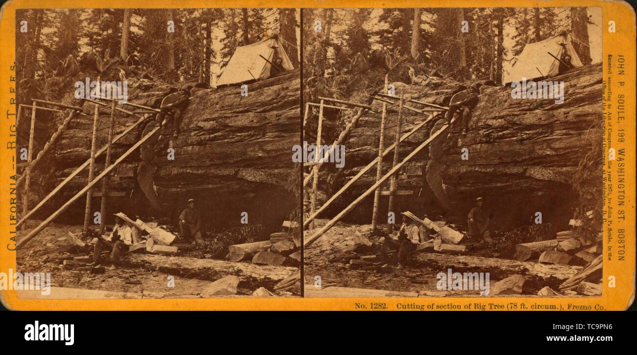 Mammoth trees section hi-res stock photography and images - Alamy