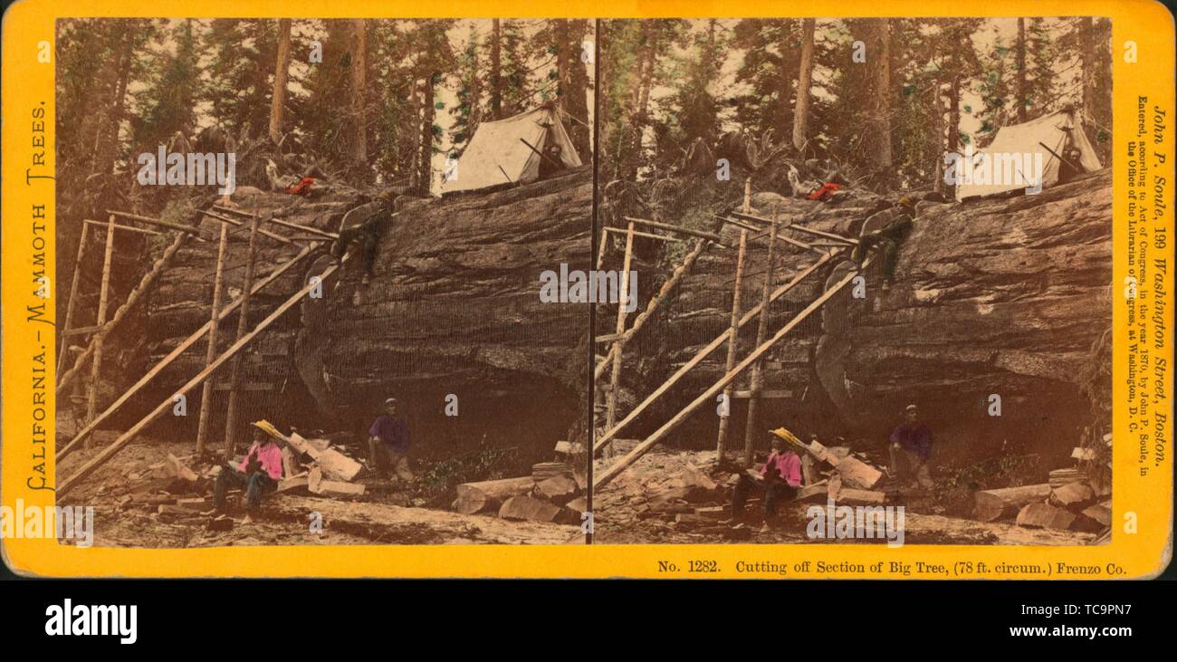 Mammoth trees section hi-res stock photography and images - Alamy