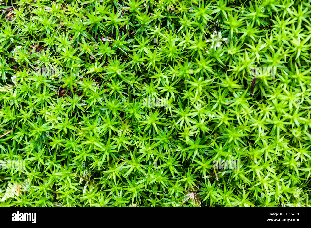 Green carpet of moss in sunny forest Stock Photo - Alamy