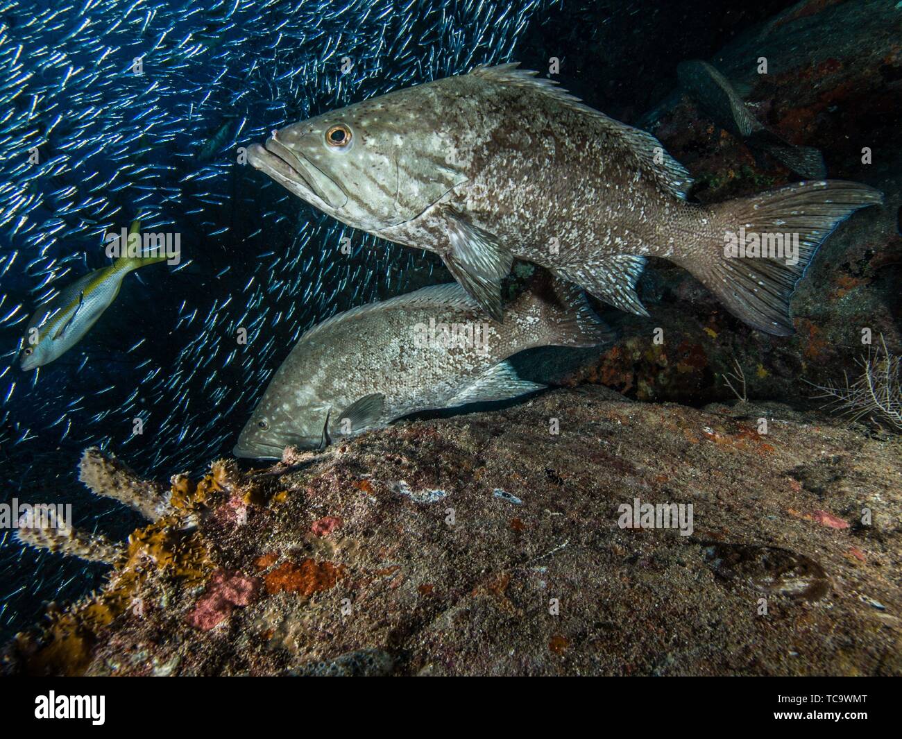 Aggregation Stage High Resolution Stock Photography and Images - Alamy