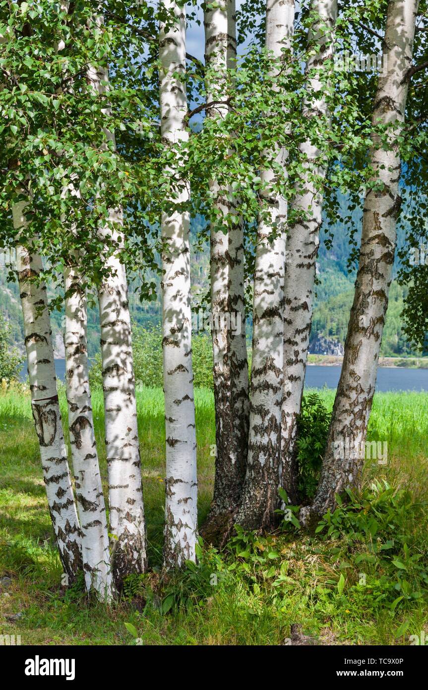 Summer norway tree hi-res stock photography and images - Alamy